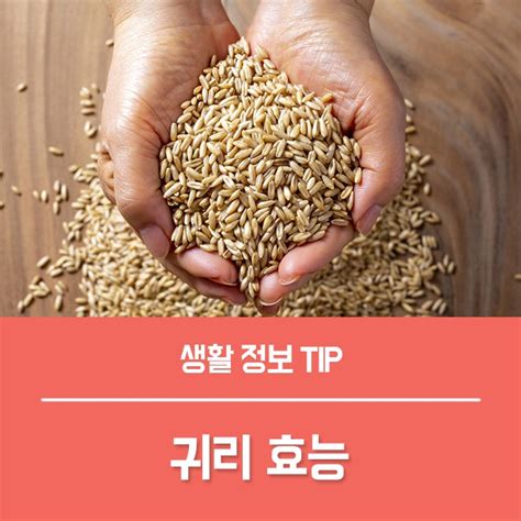 귀리밥 귀리 효능 Best 5 식이섬유 많은 세계 10대 슈퍼푸드 귀리 볶은 귀리 오트밀 효능 총정리 네이버 블로그