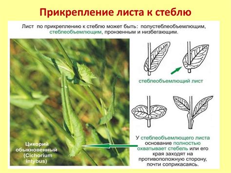 Морфология листа Формы листовых пластинок Жилкование презентация онлайн