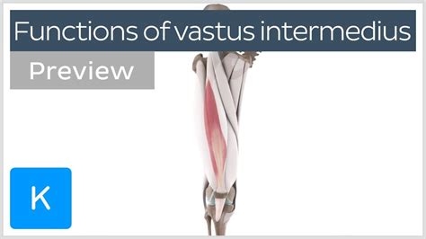 Vastus Intermedius Muscle Model