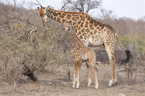 Tiere Der Giraffen Kalb Landschaftswild Lebenden Tiere Stockbild Bild