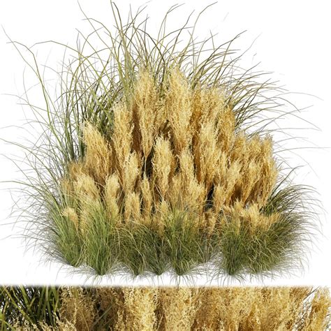 Collection Plant Vol 509 Grass Switchgrass Northwind Pampas