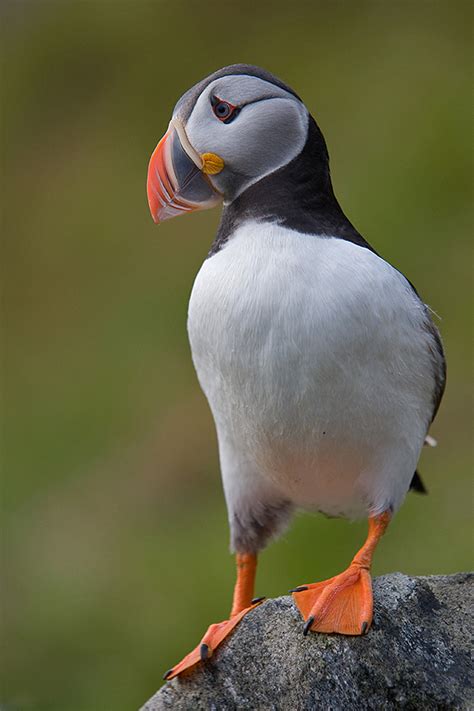 Papageitaucher Forum Für Naturfotografen
