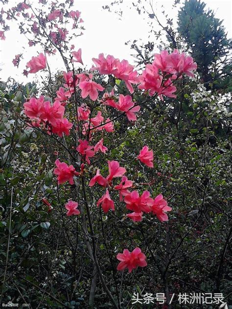 大山深處百花盛開春光下的世外桃源 每日頭條