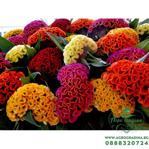 Сортови семена ️ с високо качество богато разнообразие гарантиран произход отлична опаковка