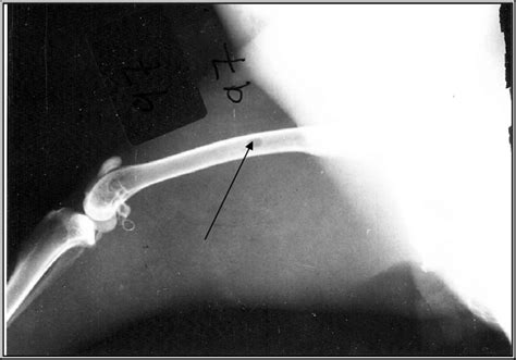 3 Lateral View Radiograph Of Rabbit Femoral Bone Cavity From C Group