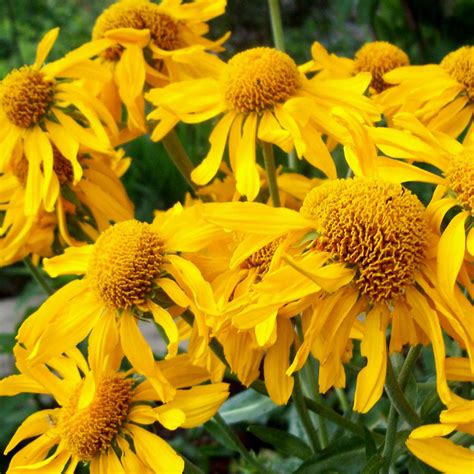 Луковичные и корневищные многолетники