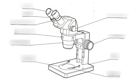 Stereo Microscope Diagram Quizlet