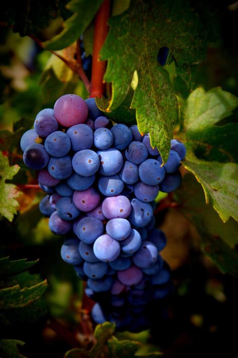 Zinfandel Buy Wine Made From Zinfandel