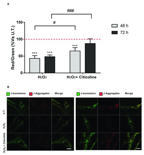 Jc 1 Assay The Mitochondrial Transmembrane Potential Was Monitored