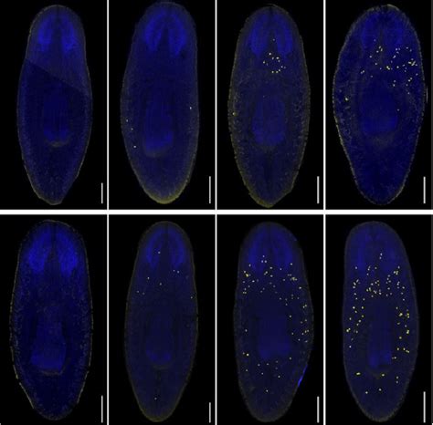 Cvm Study Unlocks Stem Cell Superpower In Flatworms Cornell