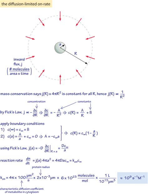 How Many Reactions Do Enzymes Carry Out Each Second