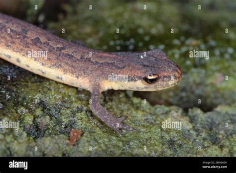 Lissotriton Vulgaris Known As The Smooth Newt Or The Common Newt An