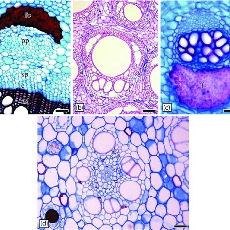 Pdf Phloem Cell Types Structure And Commercial Uses