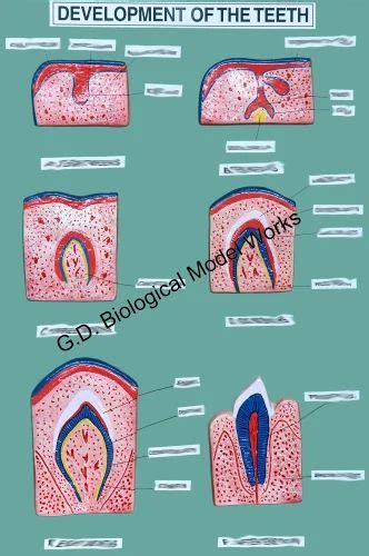 Development Of Teeth Embryology Model at ₹ 2500/piece | Maternity ...
