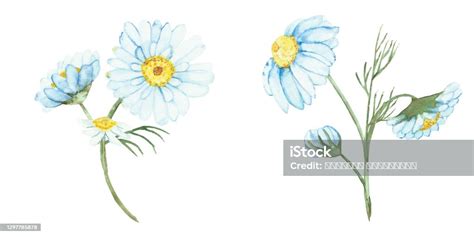 흰색 배경에 고립 된 녹색 가지 꽃 다케에 흰색 꽃 카모마일과 노란색 센터와 수채화 손 그린 자연 허브 꽃 세트 구성 0명에 대한 스톡 벡터 아트 및 기타 이미지 Istock