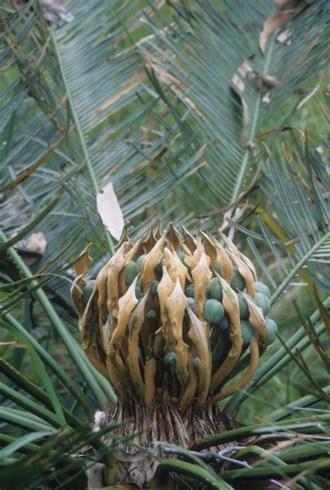 Cycad Female Cone