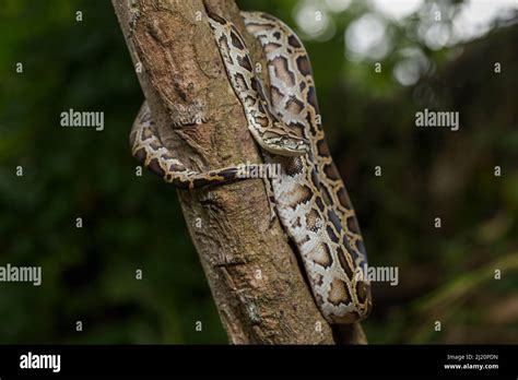 Snake Burmese Python Molurus Bivittatus Stock Photo Alamy