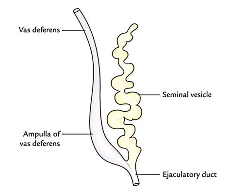 Seminal Vesicles Earths Lab