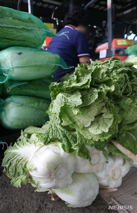 비 많은 올해 여름배추 도매가 껑충 네이트 뉴스