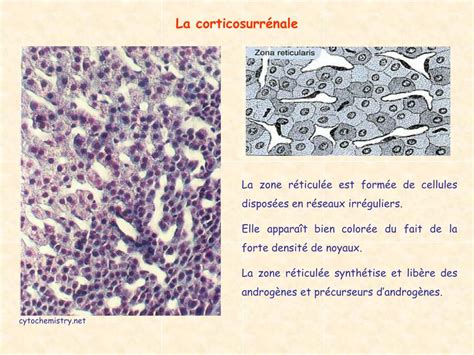 Ppt Tp Histophysiologie Des Glandes Endocrines Powerpoint