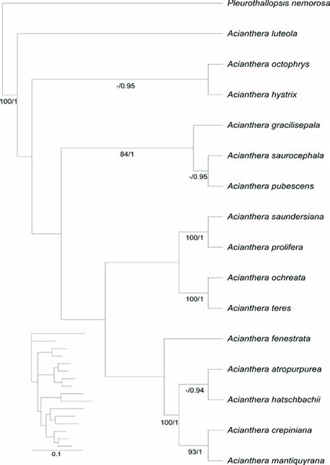 strict consensus tree from maximum parsimony analysis analysis based
