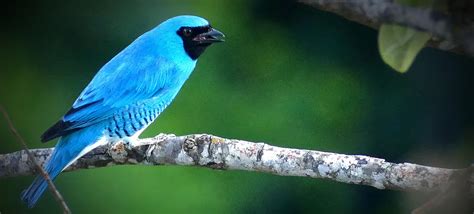 Definitive Guide To Paradise Tanager Facts Habitat Conservation