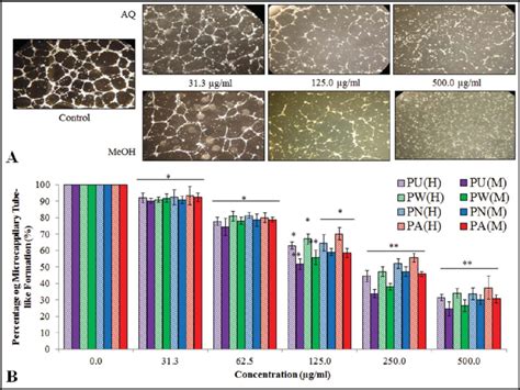 Effect Of Phyllanthus Extracts On The Matrix Induced Tube Formation Of Download Scientific