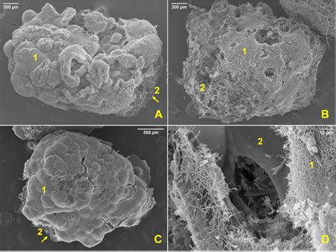Scanning Electron Microscopy Of Biofilm Formation On Perlite A