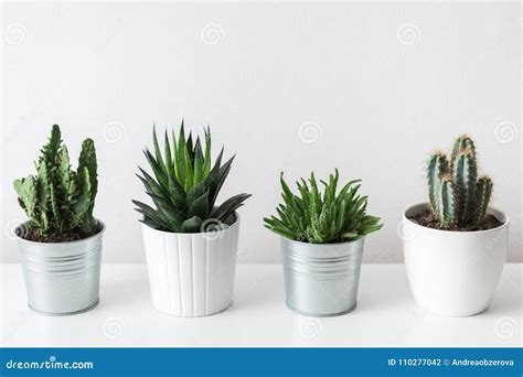 各种各样的仙人掌和多汁植物的汇集用不同的罐 白色架子的盆的仙人掌房子植物 库存照片 图片 包括有 艺术 没人 110277042