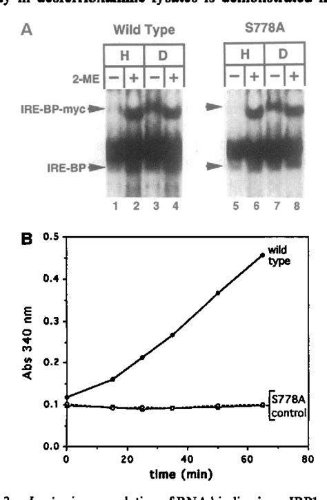 Figure 3 From The Bifunctional Iron Responsive Element Binding Protein Cytosolic Aconitase The
