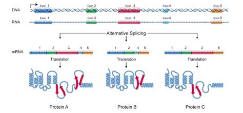 The Structure Of Genes And The Control Of Gene Expression A Level