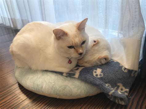 【尾骨の痛み】しりもちで痛めた尾てい骨どうすればいいの？ 千葉県松戸市新松戸 ときた整骨院