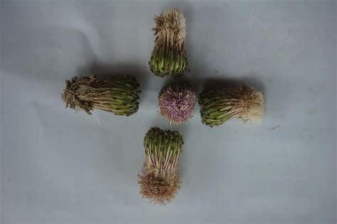 Premium Photo A Group Of Flowers With A Cross In The Middle