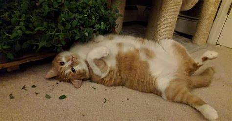 We Brought The Catnip Inside Imgur