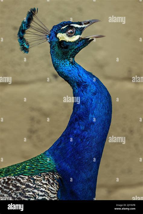 Profile View Of A Peacock Squawking With A Sandy Coloured Wall