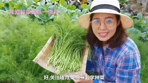 这样种植茴香，可以采收多茬，你也试试 Youtube