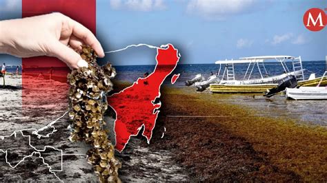 Se Han Recolectado 52 Mil Toneladas De Sargazo En Quintana Roo Grupo