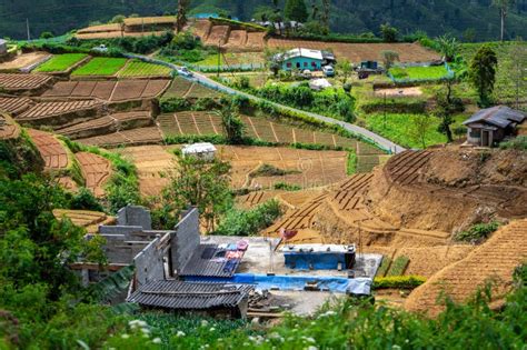 Verdant Beauty A Glimpse Of Ambewela Lush Tea Plantations Sri Lanka