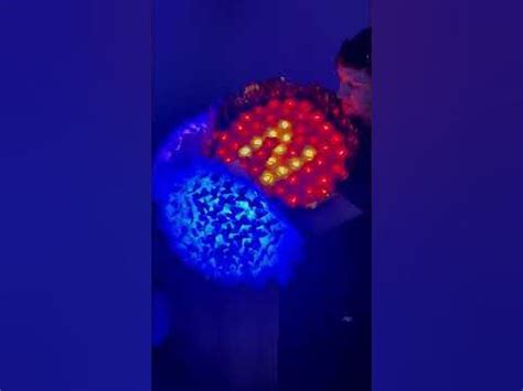 Букеты с подсветкой. - YouTube