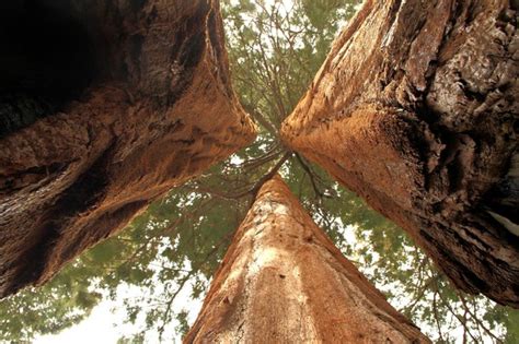 Enqis Blogi სექვოია National Geographic ის ფოტო