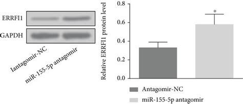 MiR 155 5p Targets ERRFI1 A And B RT QPCR And Western Blot Detected