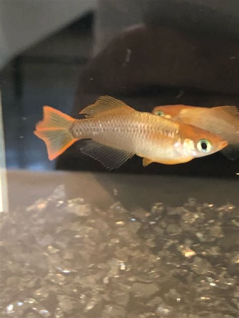琥珀ラメ幹之メダカの特徴と、今後の琥珀ラメ幹之メダカ ひろしゃんのメダカブログメダカの果てまでイッテq