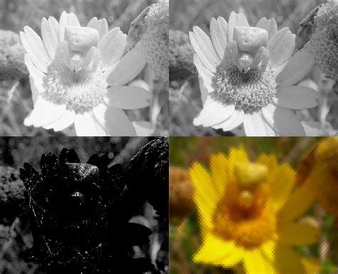 insect vision