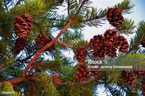 상록 소나무 가지에 소나무 콘 전나무에 그룹 침엽수 유타에서 가까이 가문비 나무 로키 산맥에서 하이킹에 흐릿한 배경 미국 0명에 대한 스톡 사진 및 기타 이미지 Istock