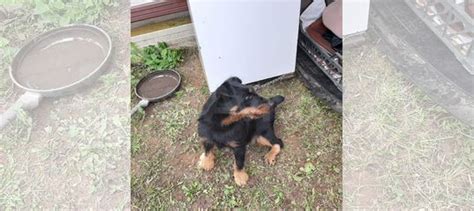 Ягдтерьер в добрые руки купить в Ступино Животные и зоотовары Авито