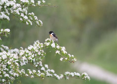 Seizoenswandeling Drents Friese Wold Odrie Omroep Organisatie Ooststellingwerf