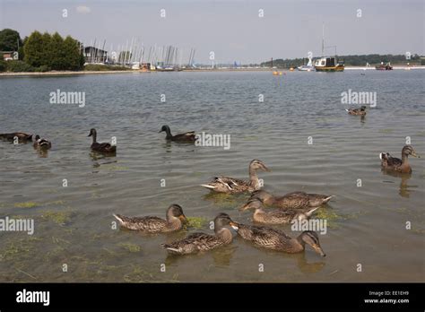 Mallard Duck Anas Platyrhynchos X Domestic Duck Hybrids Flock