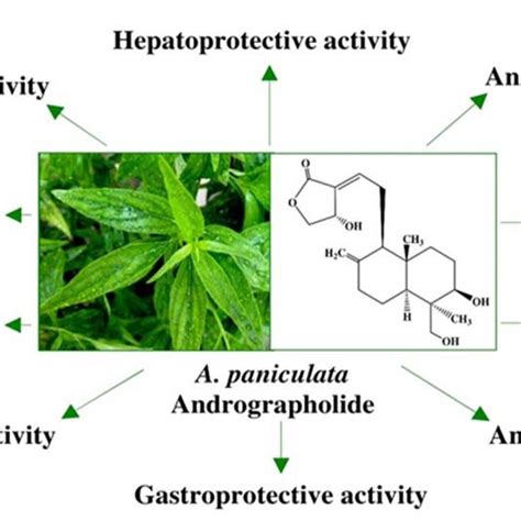 Major Phytochemical Constituents From Andrographis Paniculata