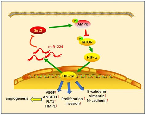 Mir 224 Aggravates Cancer Associated Fibroblast Induced Progression Of