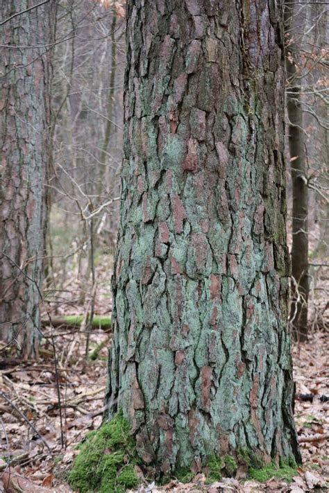 Typical Pine Stock Image Image Of Discolored Location 269338729